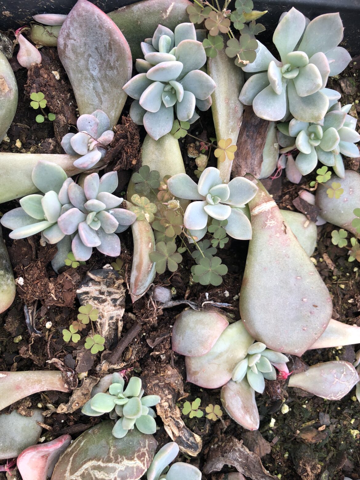 Propagating Succulents - RG Magazines