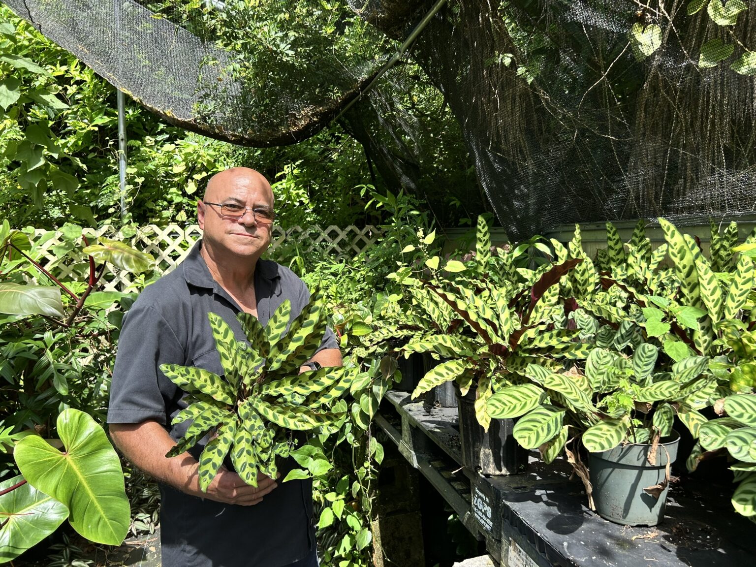 Freshen your home with plants - RG Magazines